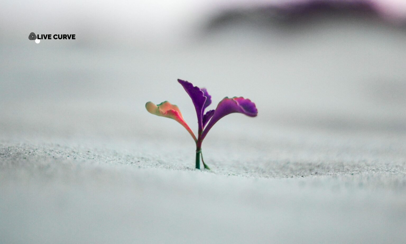 How To Grow Your Faith: 12 Proven Practices + 30-Day Plan | LIFE CURVE