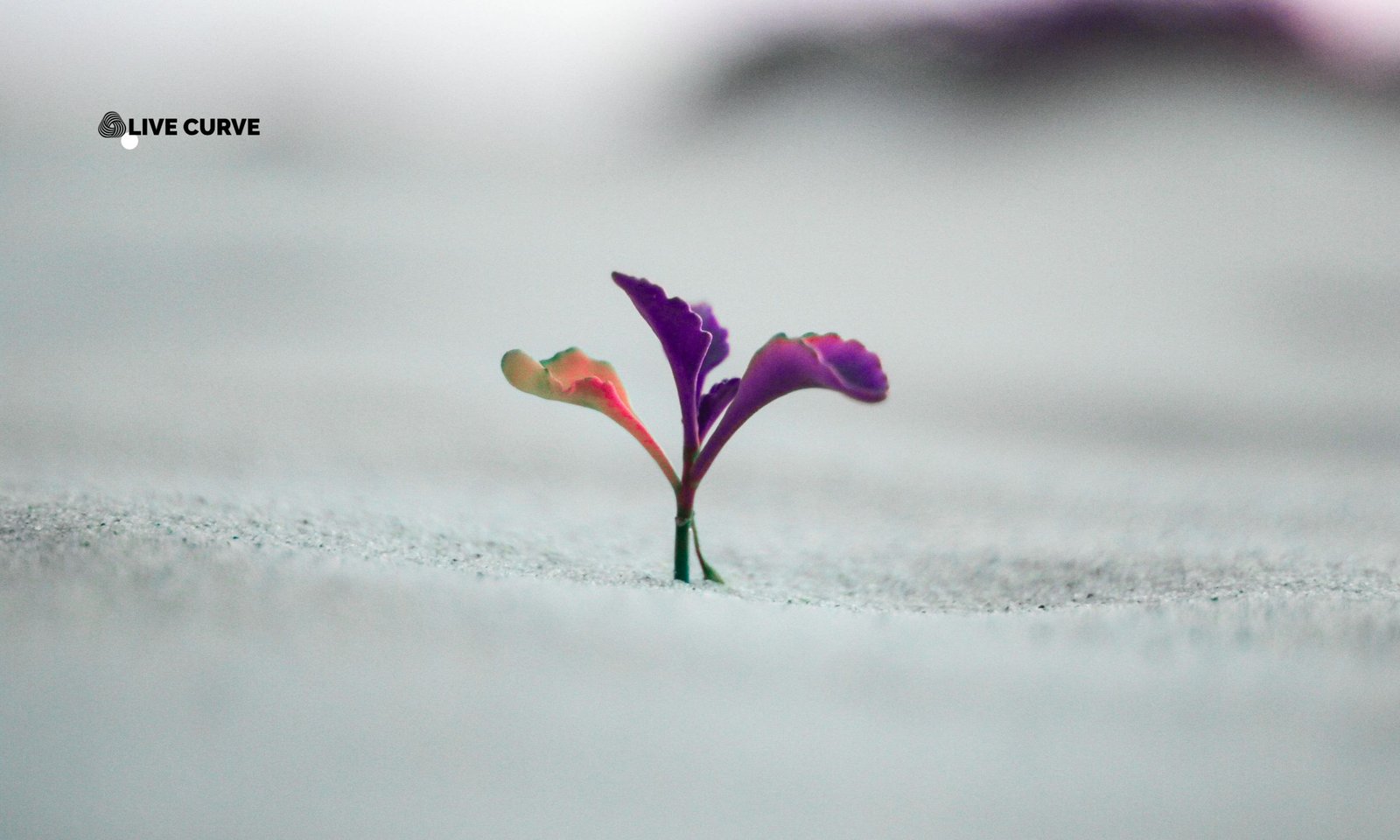 How To Grow Your Faith: 12 Proven Practices + 30-Day Plan | THE PURPOSE ...